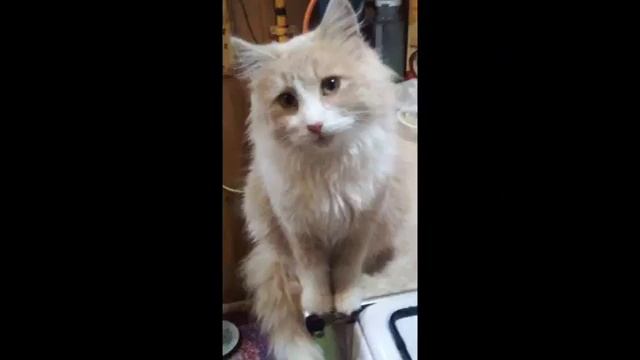 Верные друзья (Алёна Далида)