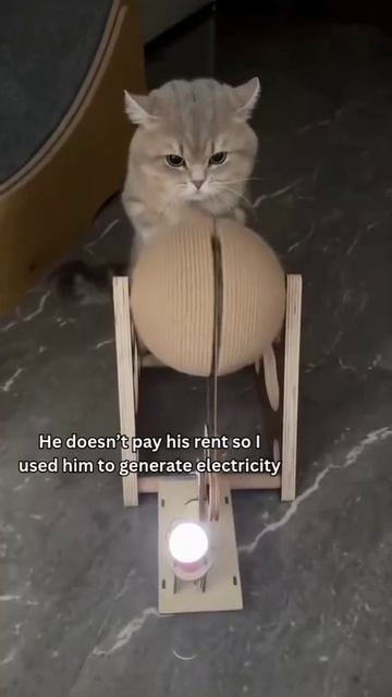 Полезный котик