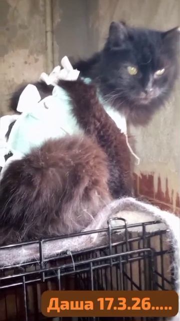 Здоровье - как сломанная игрушка: починили, но ездит уже плохо, не так, как раньше.