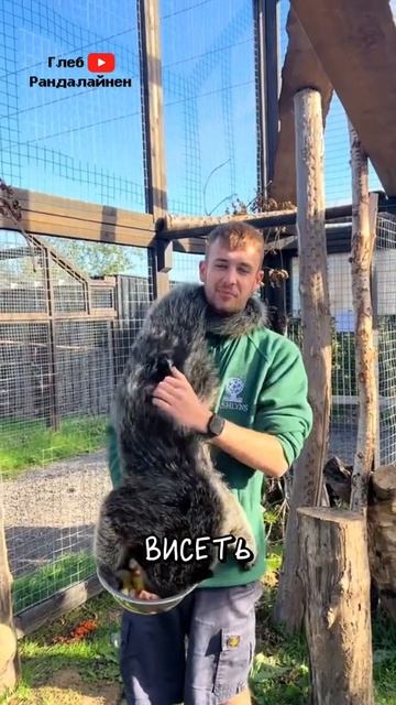 Бинтуронг - уникальное животное, смесь медведя и кота с запахом попкорна