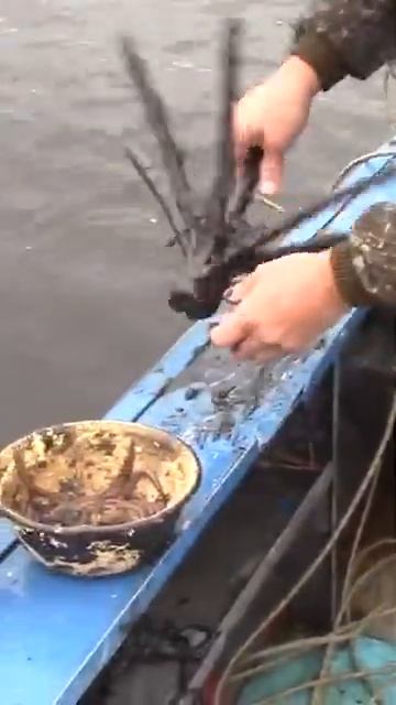 Деру морских червей Shorts