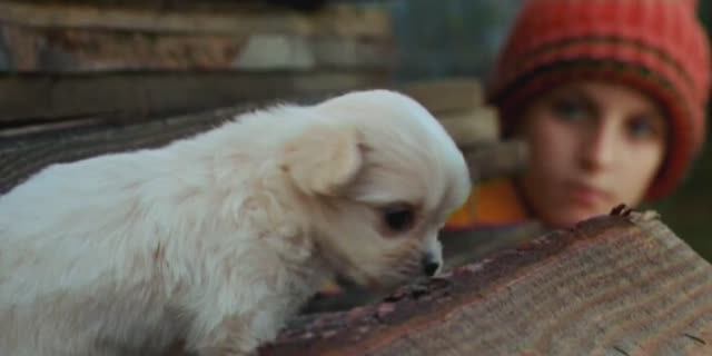 Щенок! Фильм!