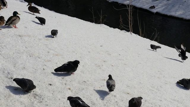 Кряквочки крякают.