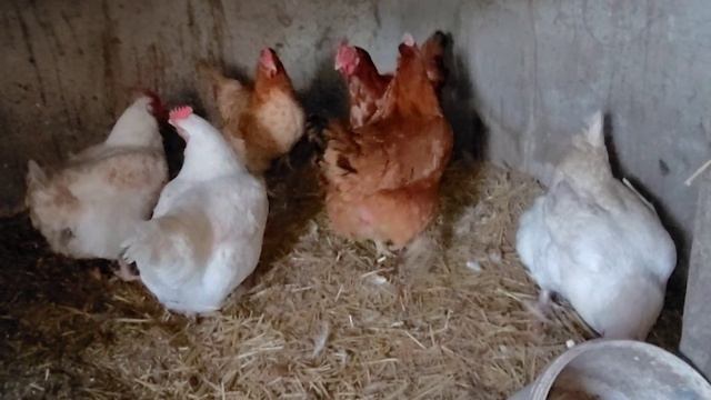 Взвешивание курочек Мастер грей и редбро