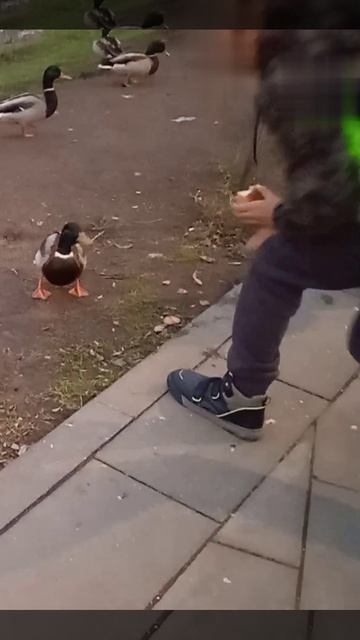 Самая храбрая утка