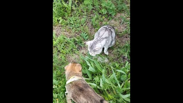 Кот Тайсон знакомится с щенком