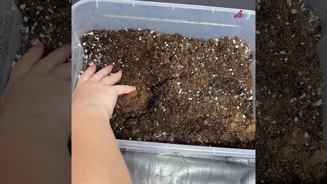 Всё дело в грунте: садовод Туманов назвал причину, почему не растёт рассада