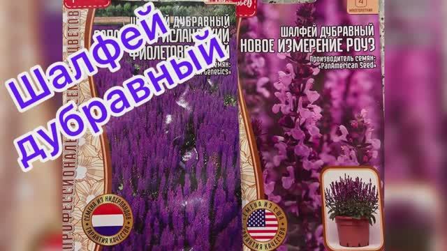 Шалфей дубравный. Ура взошел! New Dimension Rose West-friesland Violet Blu