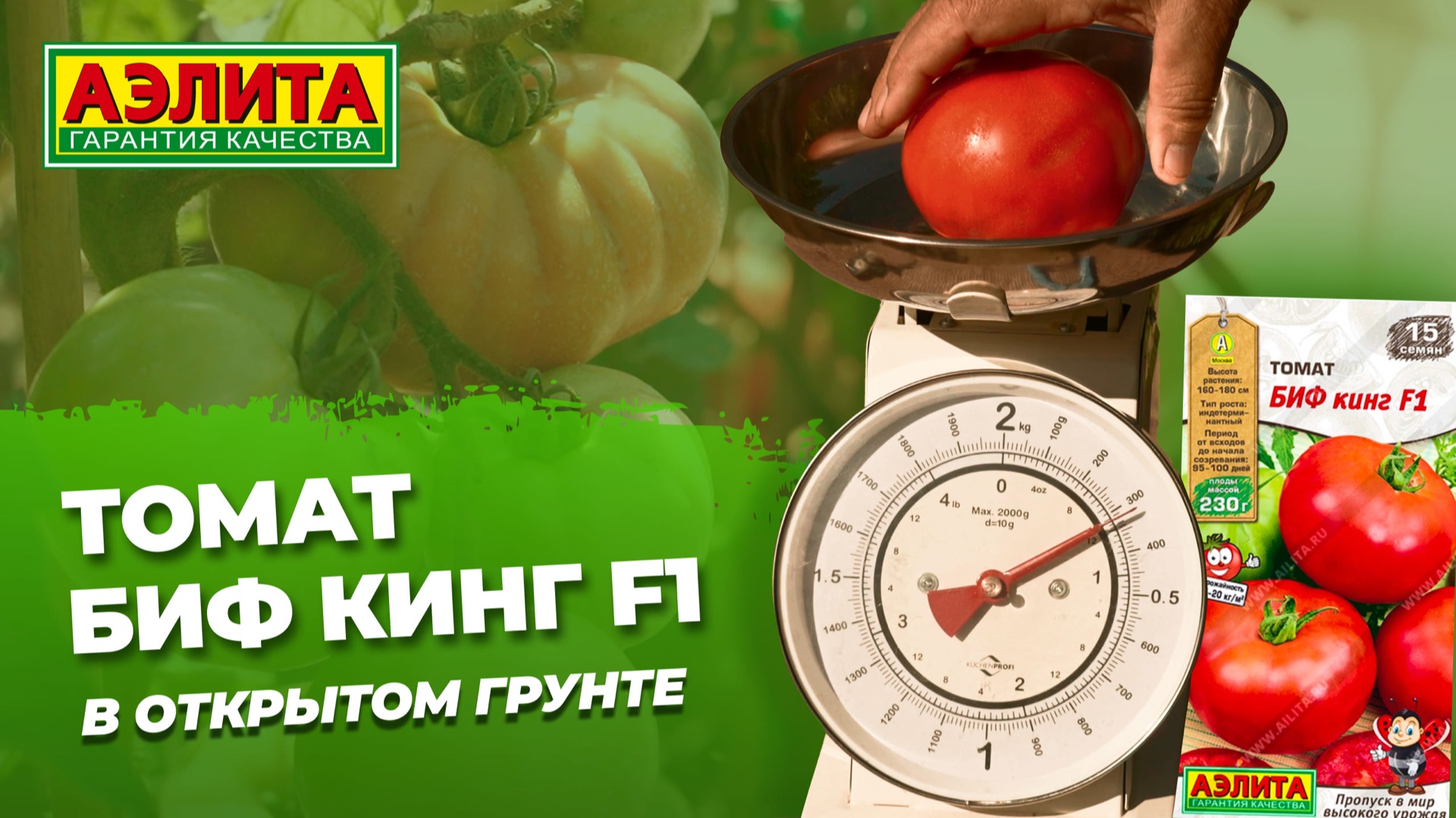 Томат БИФ КИНГ F1 в ОТКРЫТОМ ГРУНТЕ