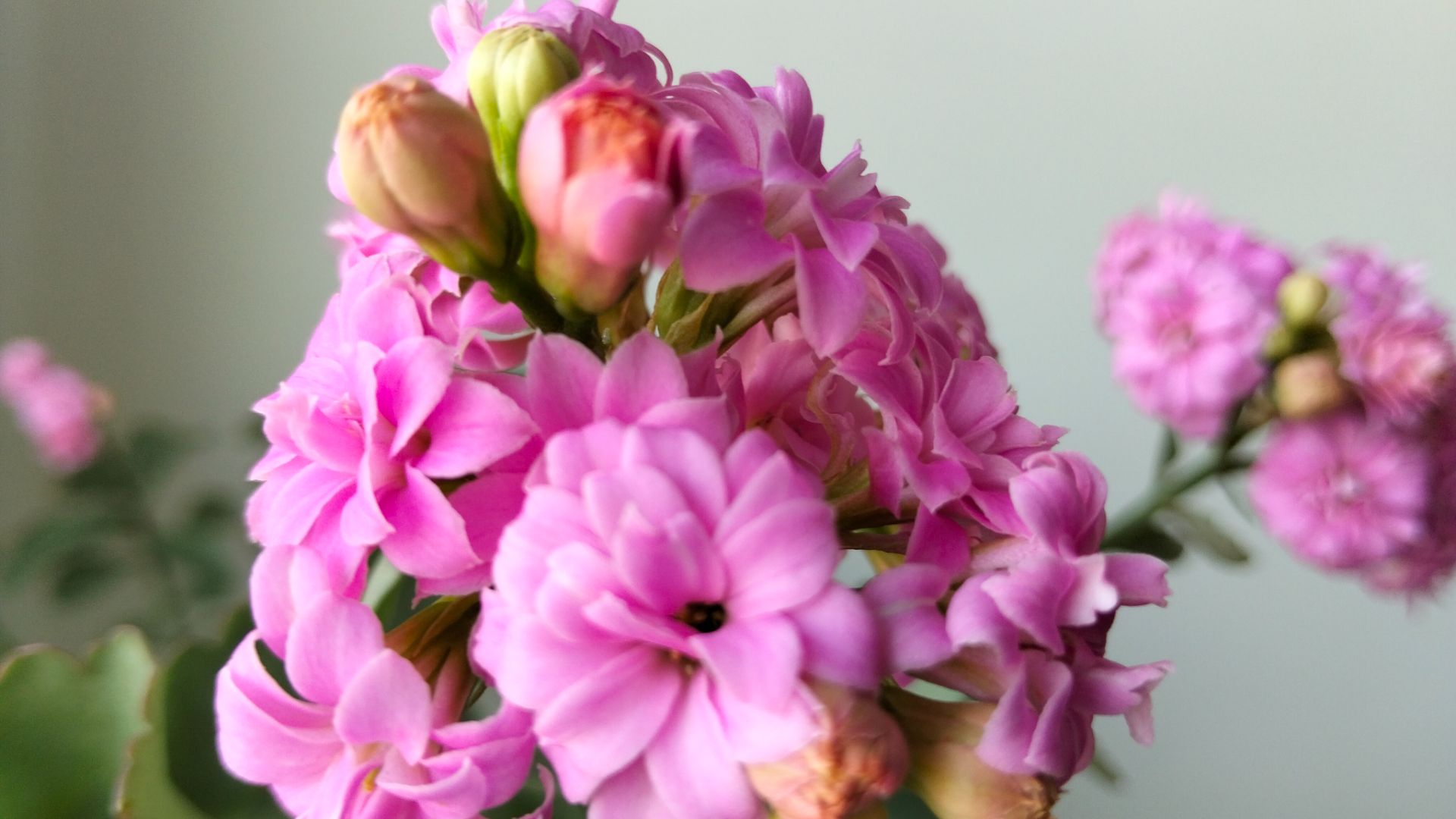 Магия ритмов Каланхоэ 🛡️.