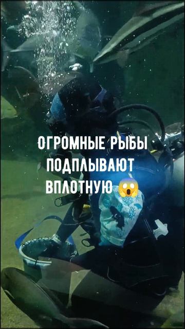 Как кормят огромных рыб в Лангкави 😱 Шоу изнутри океанариума