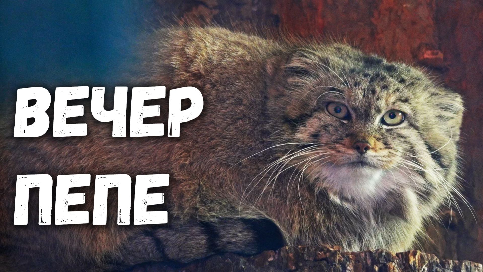 Вечерний дозор манула Пепе. Ленинградский зоопарк