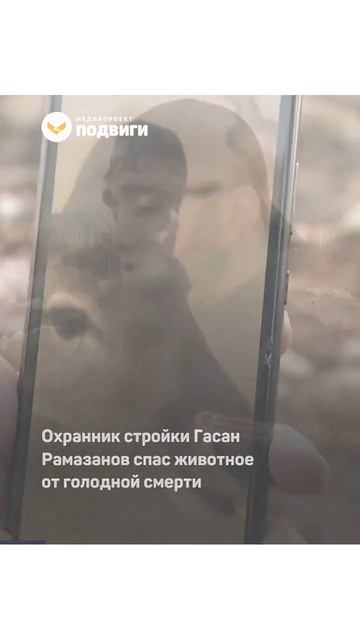 В Ленинградской области спасли лань, которая несколько месяцев пряталась на стройке