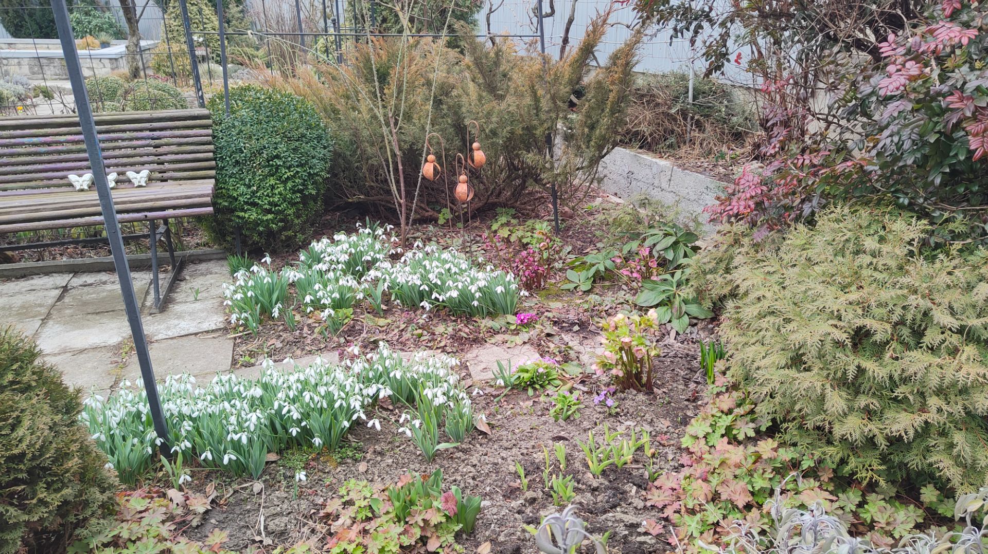 Новый декор в моём южном саду прекрасно дополнил цветущие галантусы 17.03.2026 г. Пятигорск
