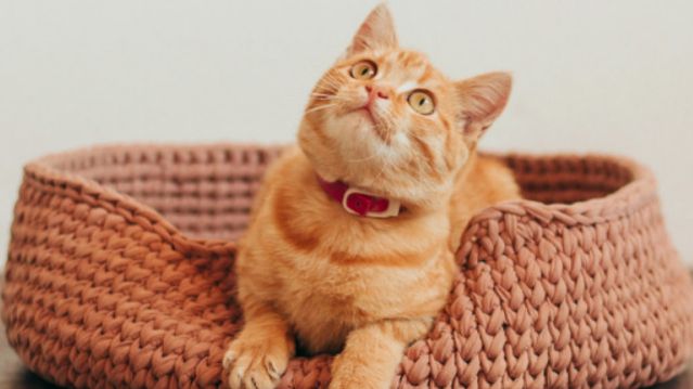 Лежанка для кошки