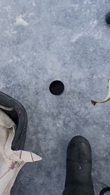 157шт наваги на булер номер 3 от Mr.Musurok 🔥