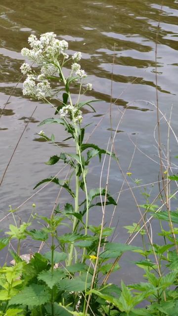 РАстения Москвы