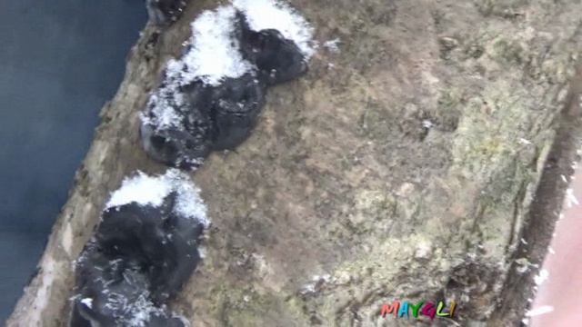 Грибы Зимние Опята и дрожалки черные.