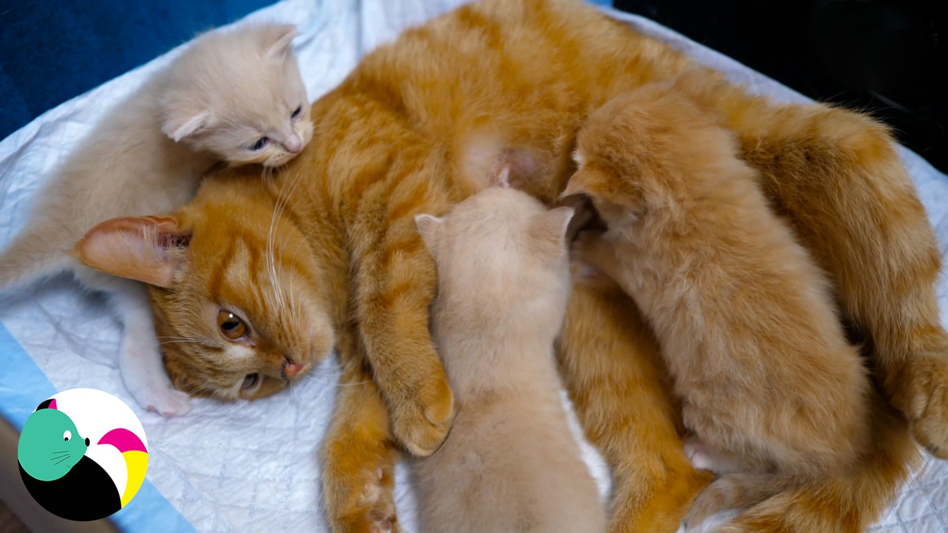 Как растут котята: от 4 до 32 дней!