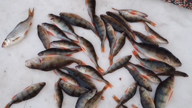 Половил активно не крупного Окушка, ну, что ж поделаешь рыба не активна, нашел ключек.