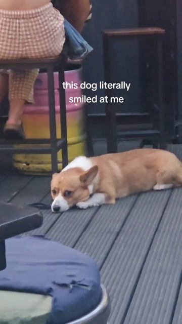 Пёсик улыбнулся