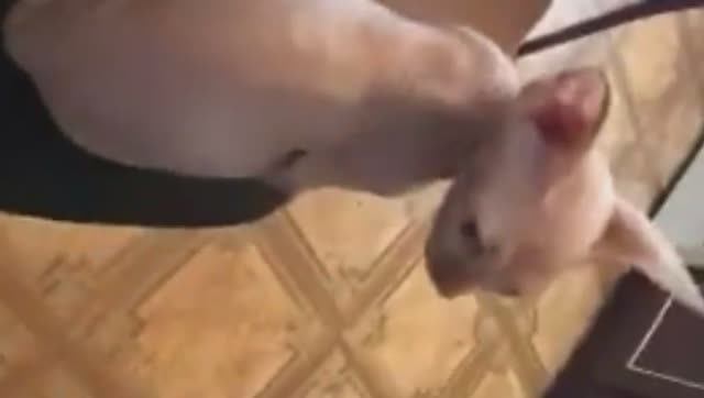 Сфинкс Добби