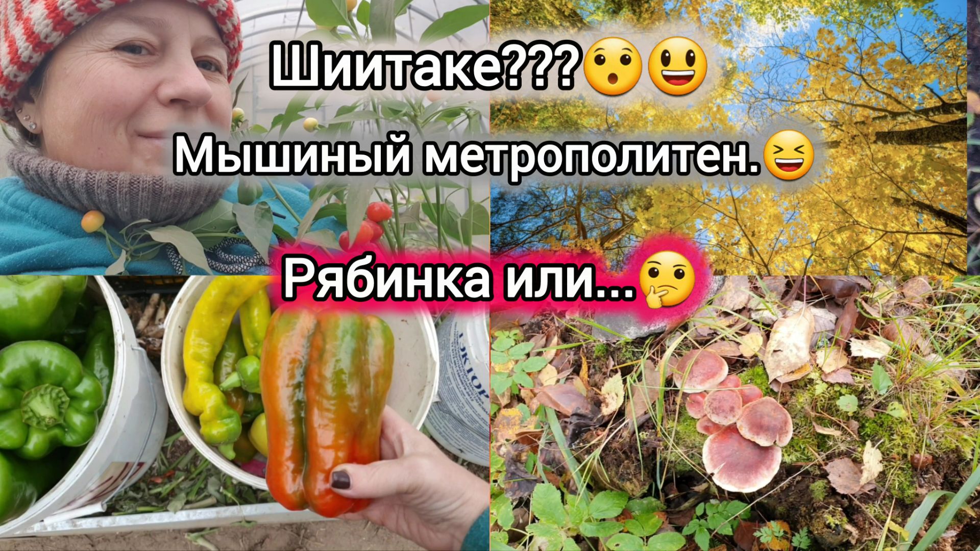 15.10.2024 СЛАДКИЙ ПЕРЕЦ-что выросло_!🤔Птичий гвалт-перед полётом на юг!🕊