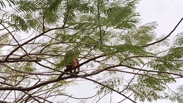 Обезьяны и смотровая площадка парка Линчунлинь, Китай