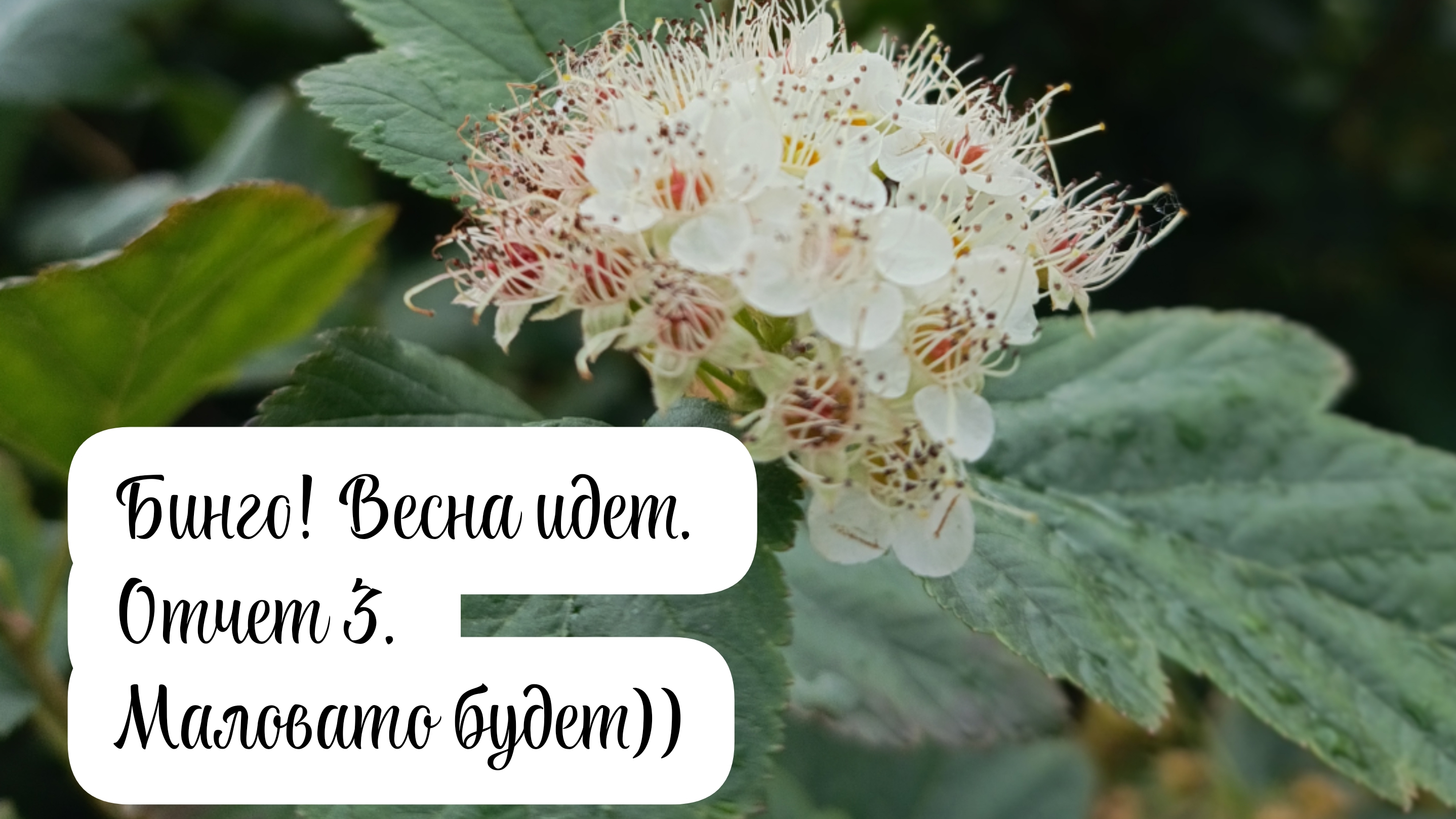 Бинго! Весня идёт. Вязальная активность от "Вязание- это серьёзно". Отчет 3. Маловато🧶