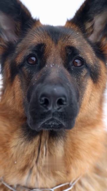 ГЛАЗА, КОТОРЫЕ НИКОГДА НЕ ПРИДАДУТ