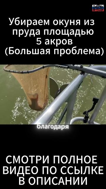 Убираем окуня из пруда площадью 5 акров 🎣🐟 (Большая проблема ⚠️) ЧАСТЬ 2/11