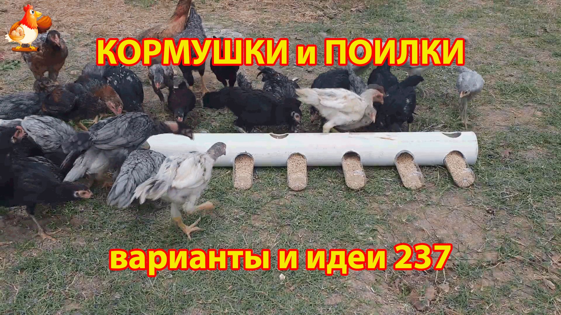 Кормушки и поилки для кур своими руками 237 🪚✂️ Пошаговая инструкция как сделать 🐔 🐓❣️