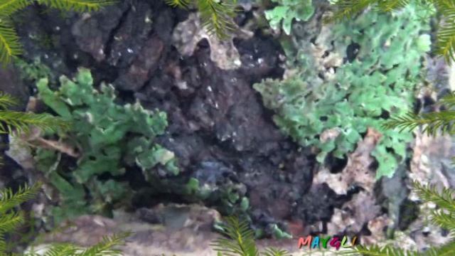 Грибы. Трутовики. Ищем зимние опята.