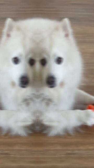 Пушистик сожрал мячик! 🙈🤣 @Scotty #собака #пес #мячик #doglife #doggy