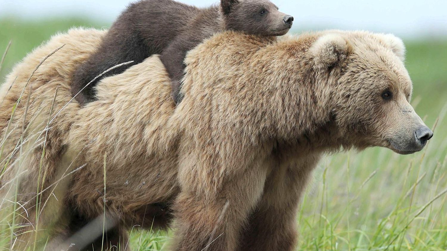 Медведица принесла УМИРАЮЩЕГО сына к людям_