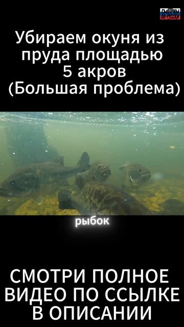 Убираем окуня из пруда площадью 5 акров 🎣🐟 (Большая проблема ⚠️) ЧАСТЬ 11/11