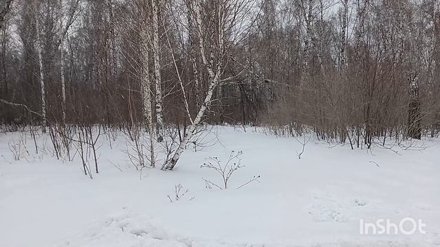 Прогулка по Бугринской роще, Новосибирск.