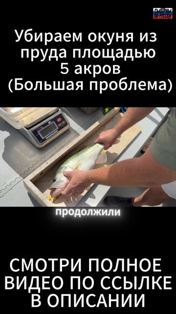 Убираем окуня из пруда площадью 5 акров 🎣🐟 (Большая проблема ⚠️) ЧАСТЬ 3/11