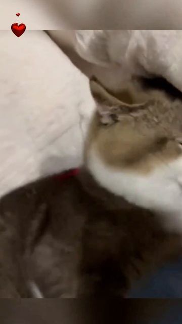 😻Веселые котики. Коты хулиганы! Невероятные трюки! #кот #хулиган #трюк #shortНереальная любовь.