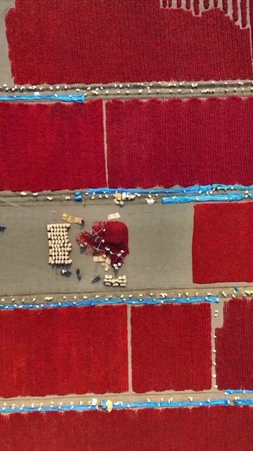 В Гунтуре, крупнейшем центре производства чили в Индии, сбор урожая осуществляется вручную с декабря