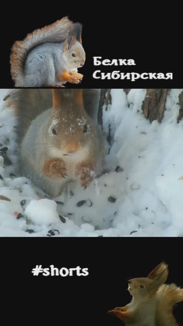 Белка забавно копает снег