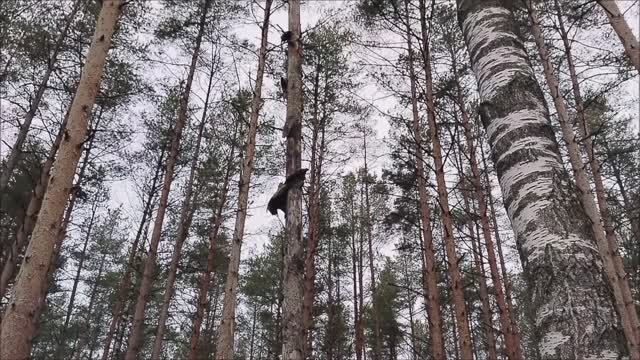 Прогулка по тайге. Моя прививка и последствия