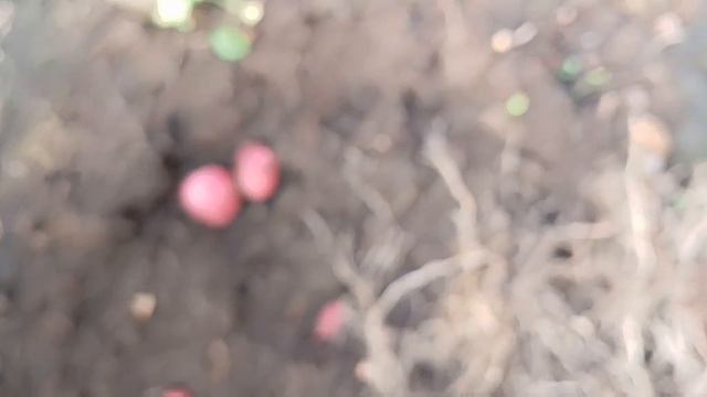 2 августа. Выкопка кустов. Сорт Шарвари-пирошка из клубней