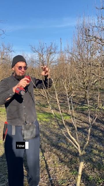 Как обрезать дерево на мульти лидер или чашу?