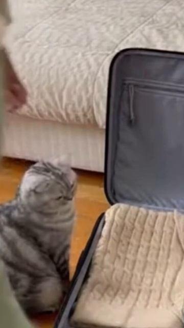 Главный пассажир 😹