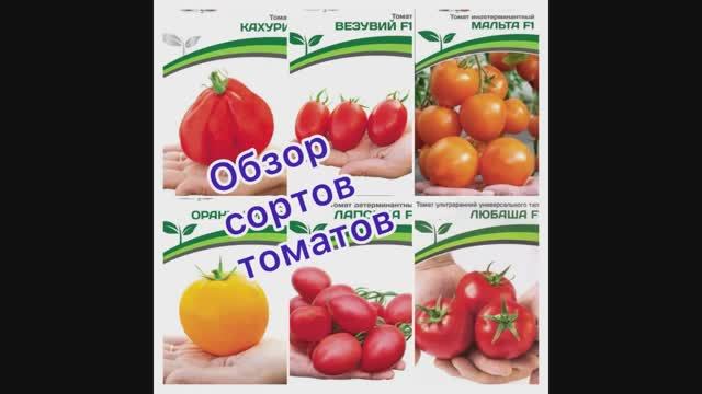Обзор  сортов томатов сезон 2026