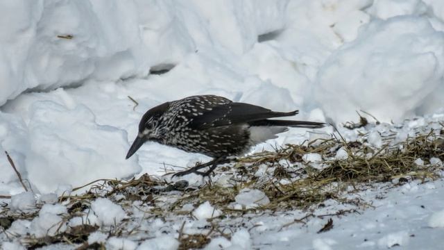 Зимняя Сказка Кузбасской Тайги