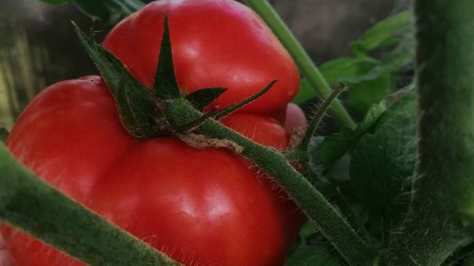 Начинаю посев томатов ( каникулы закончились )