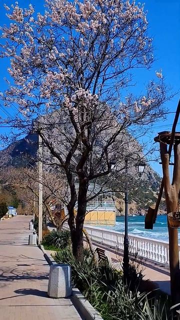 Цветущий миндаль на набережной Нового Света.