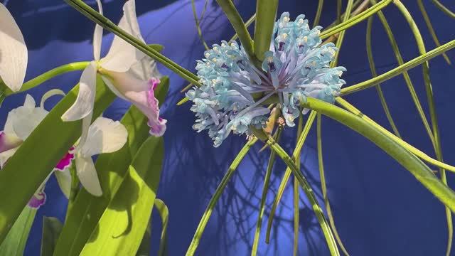 ЯПОНИЯ РЕДКИЕ ДИКИЕ ОРХИДЕИ, которые вы нигде больше не увидите!  «Цукуба 2025»